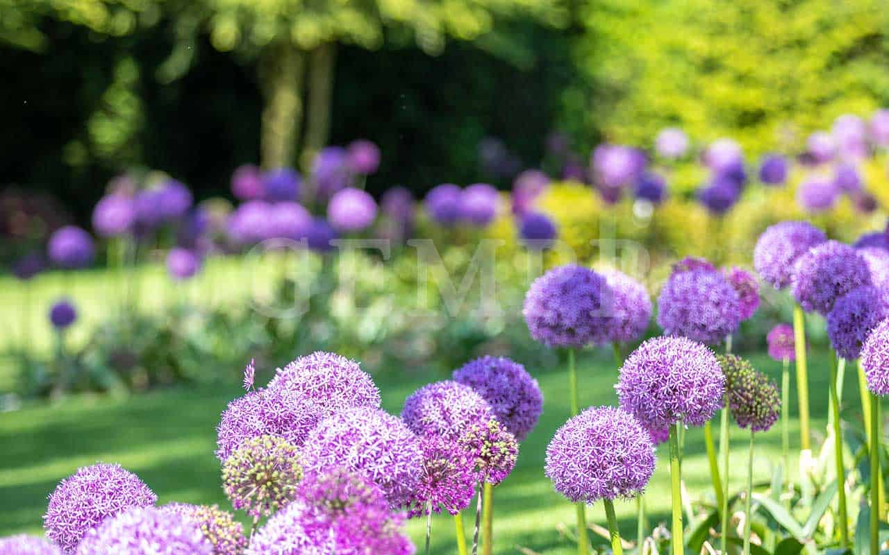 GEMPP GARTENDESIGN GARTENGESTALTUNG